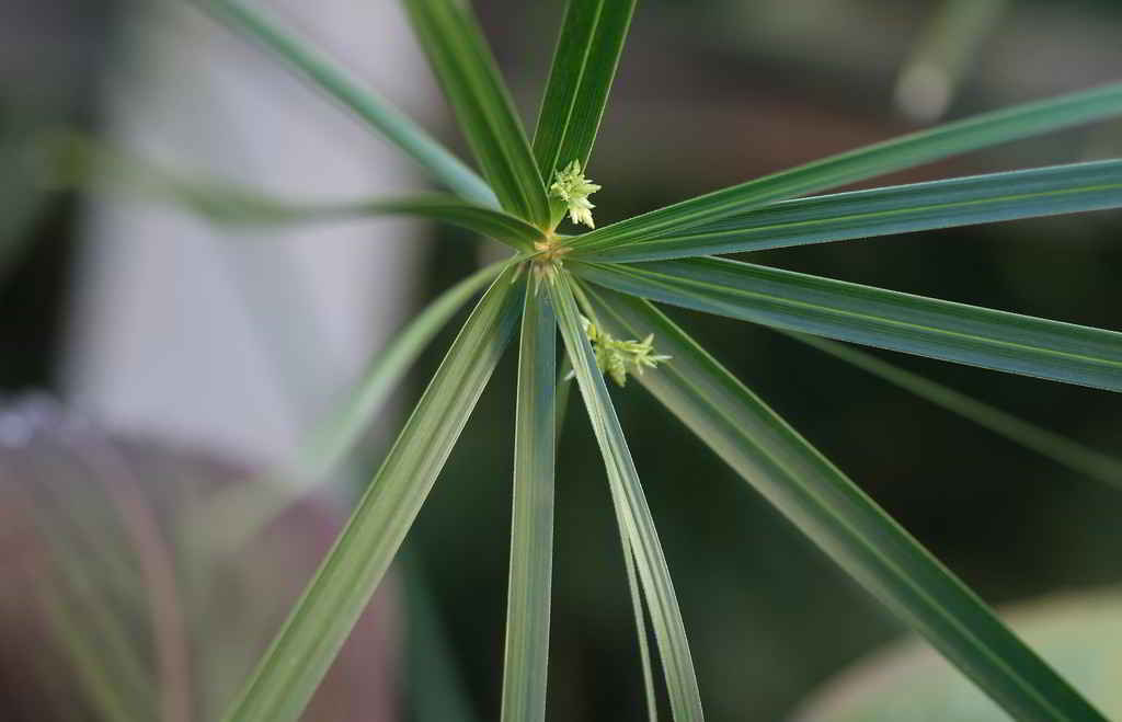 Matriz creativa o morfológica de Fritz Zwicky • gestiopolis