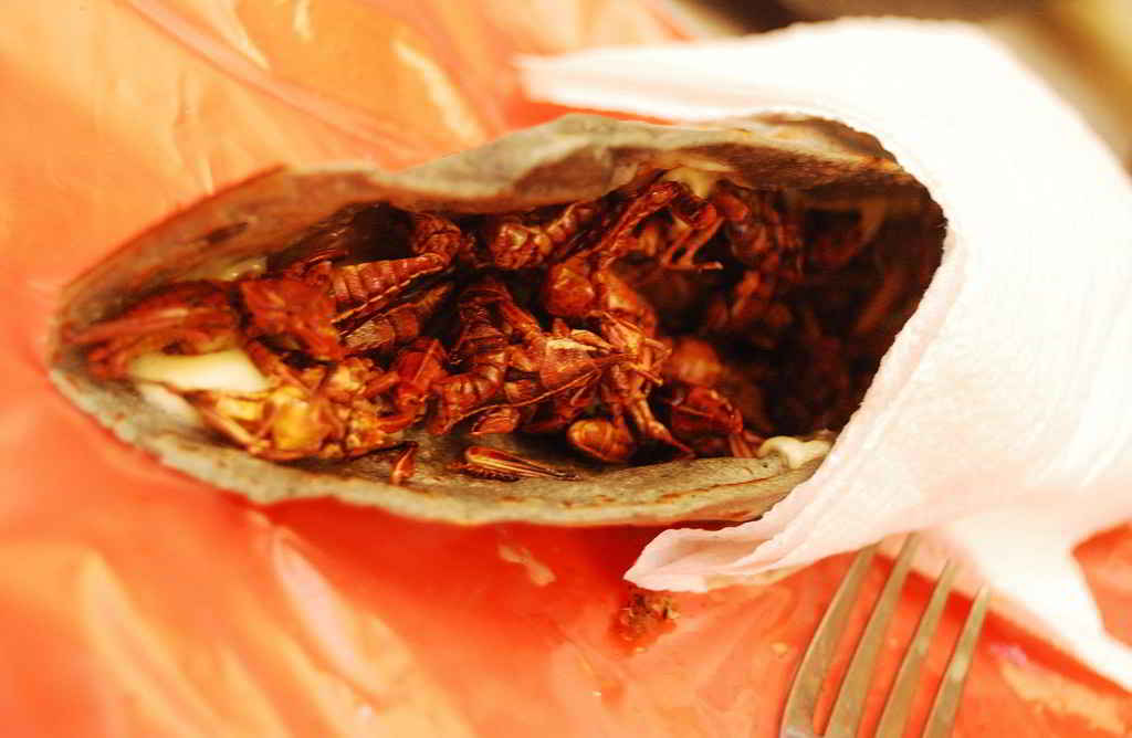 Insectos comestibles mexicanos como alternativa gastronómica • gestiopolis