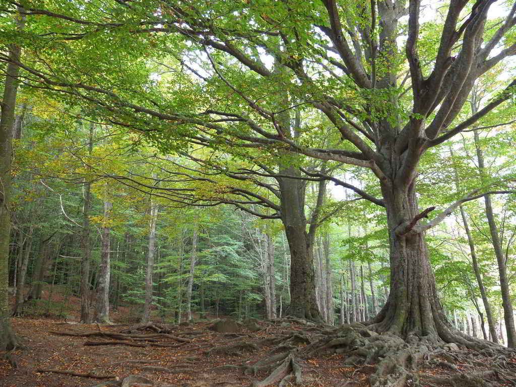 La silvicultura y su importancia en México • gestiopolis
