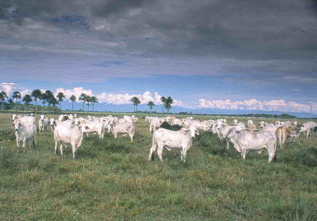 Posicionamiento estratégico para el sector Pecuario de Córdoba Colombia ...
