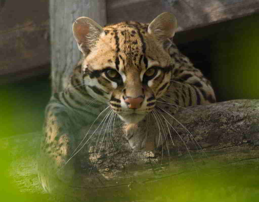 Comportamiento del Leopardus pardalis en un centro de conservación en ...